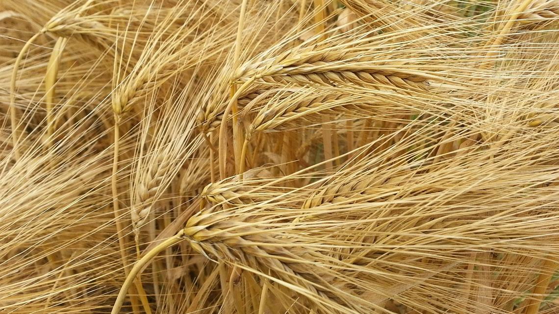 Gersten-Erbgut in brillanter Auflösung