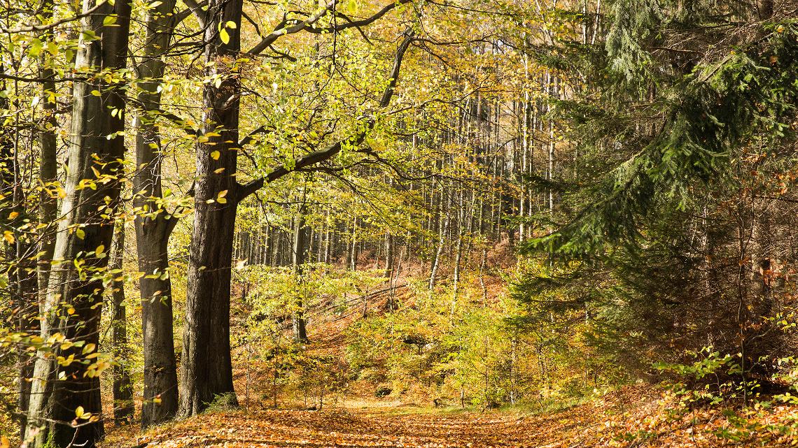 High biodiversity equals high functionality