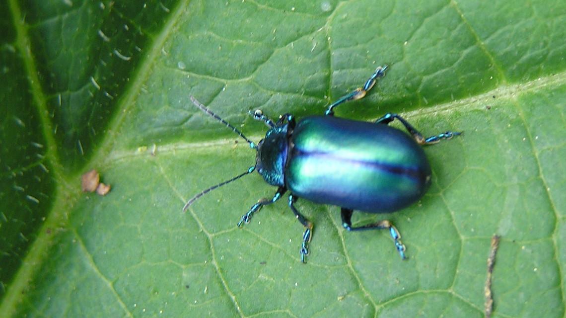 Adhesives modeled after beetle feet