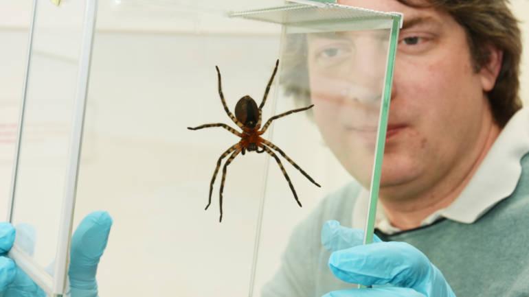 How spiders cling to the ceiling