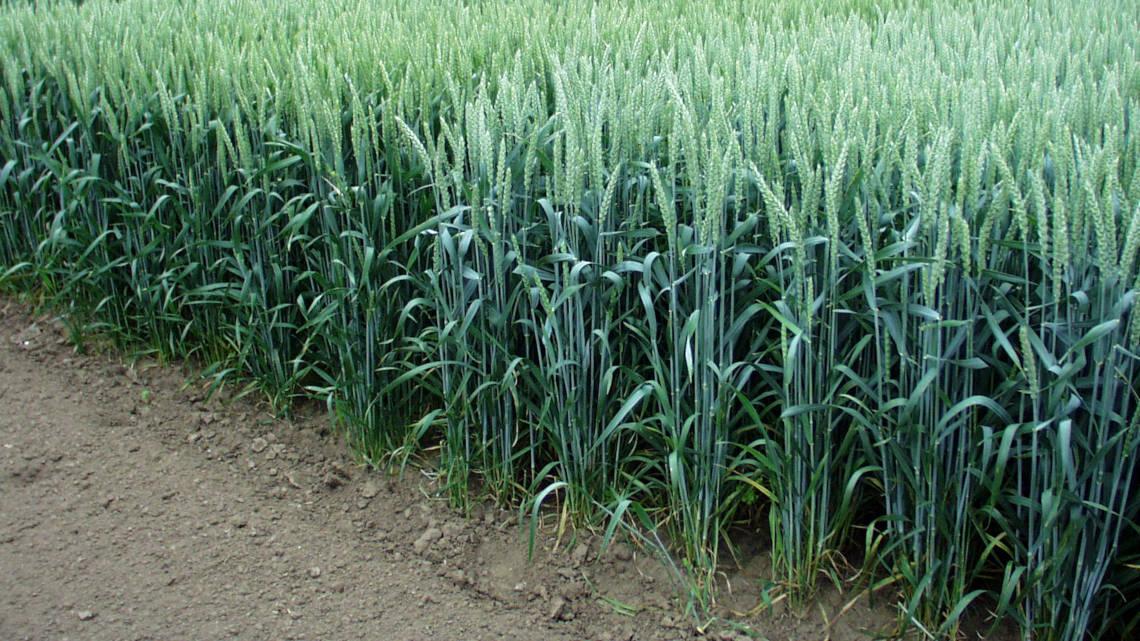 Moderne Weizensorten sind leistungsstark