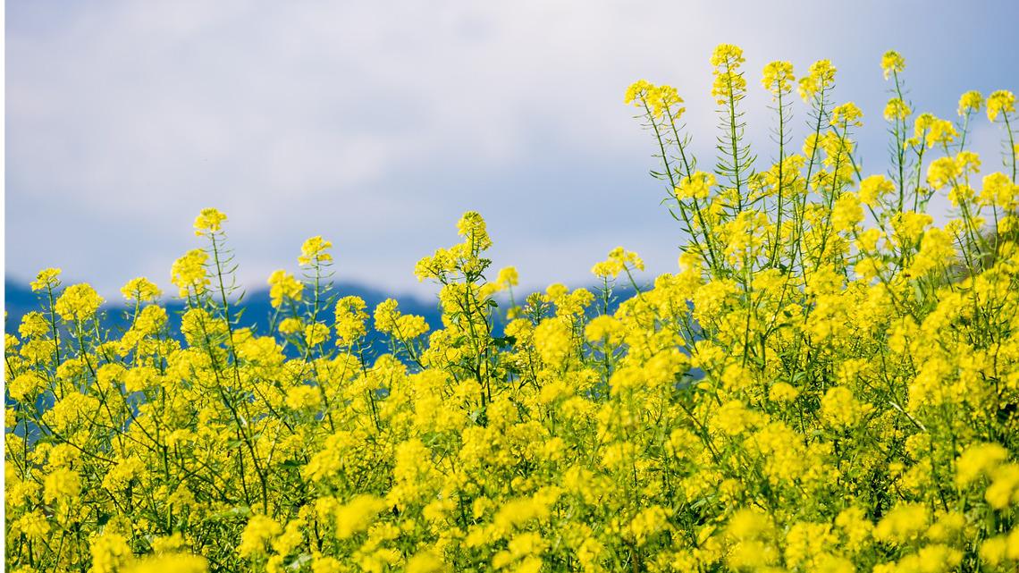 Wachstumstrick der Rapspflanze entschlüsselt